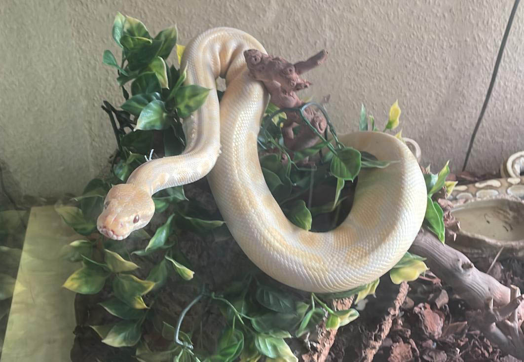 Königspythons – Bloody Mary